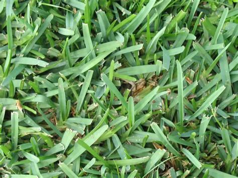 5 Common Weeds In Bermuda Grass