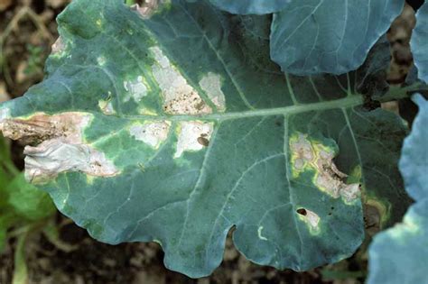 Brassica Rapa Vegetable Growing Guides Gardeners Path