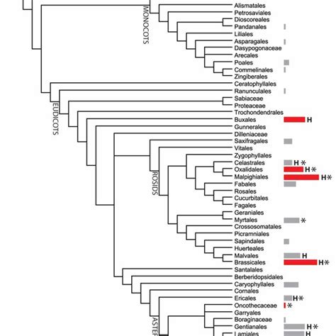Phylogenetic Distribution Of Nickel Hyperaccumulators Using APG III
