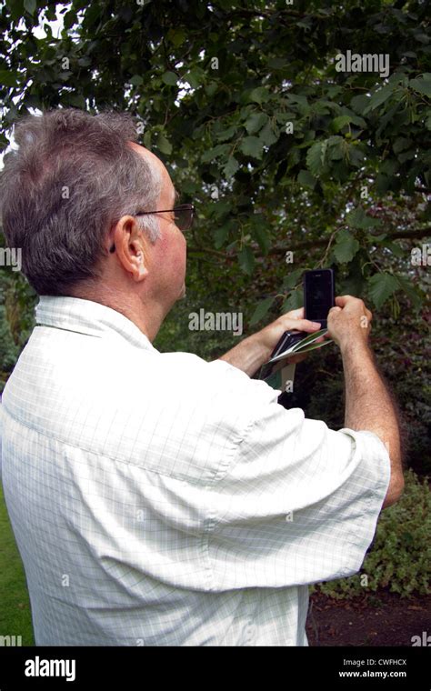 How To Identify A Tree Species Kent England UK Stock Photo Alamy