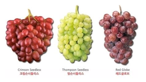 델몬트 포도 레드글로브red Globe를 전격 파헤쳐보자 네이버 블로그