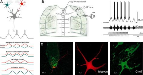 Synaptic Excitation In Spinal Motoneurons Alternates With Synaptic