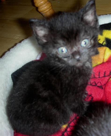 Kiara Kitten By Pyrox666xpheebs On Deviantart
