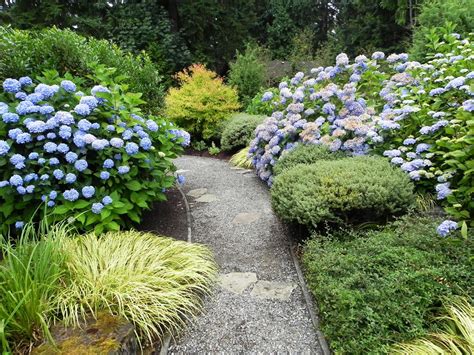 Hydrangeas In Landscape Design