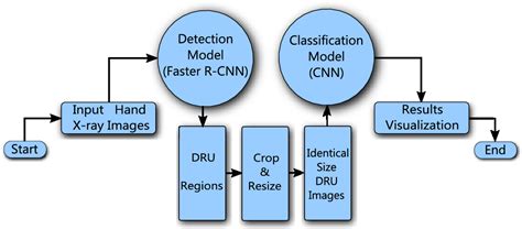 figure 1 from skeletal maturity recognition using a fully automated