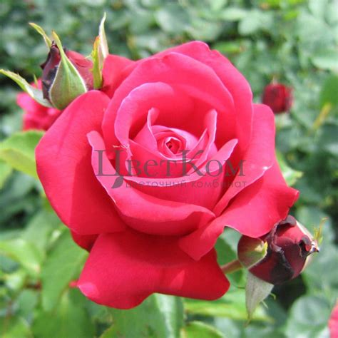 Роза Дам де Кер (чайно-гибридная) Rose Dame du Coeur оптом: купить в ...