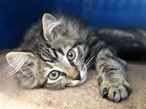 Kitten Care 101 Humane Society Of Ventura County