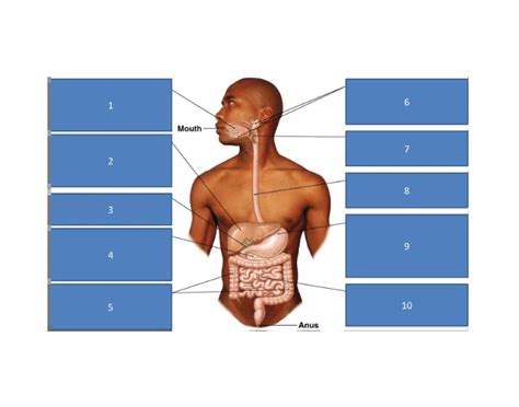 Digestive System Intro Quiz