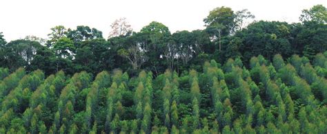 Interplanting Eucalyptus Lhér With Native Tree Species To Pay Off