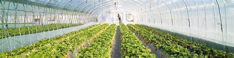Solution Smart Temperature Control In Greenhouses CITIES Innovation Center