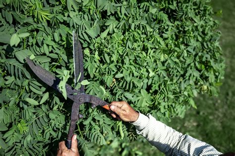 Types Of Pruning Cuts