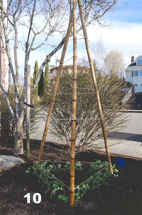 How To Build A Bamboo Tri Pod Trellis A Complete Guide