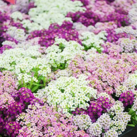 Alysse Annuelle Jardinerie Ferriere Fleurs Depuis 1910