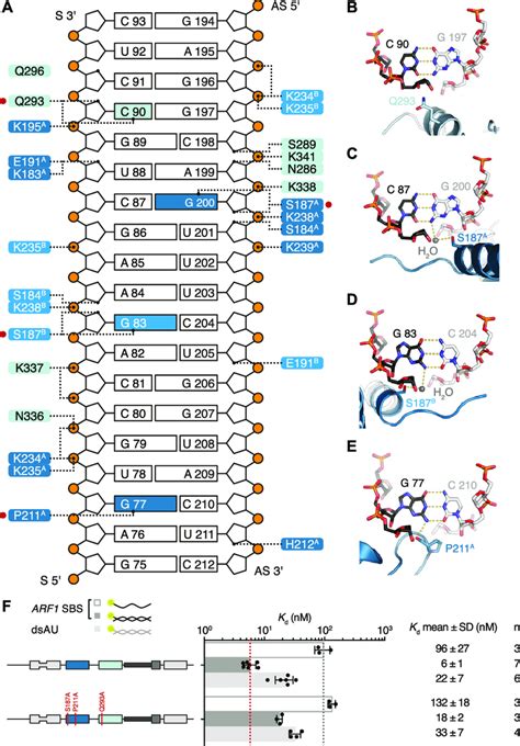 Residues In Dsrbds 3 And 4 Make Basedirected Contacts With Arf1 Sbs