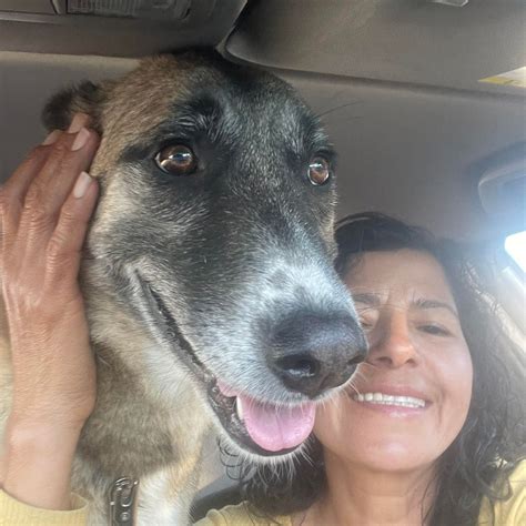🐶💖katie Is A City Of Stockton Animal Shelter Facebook