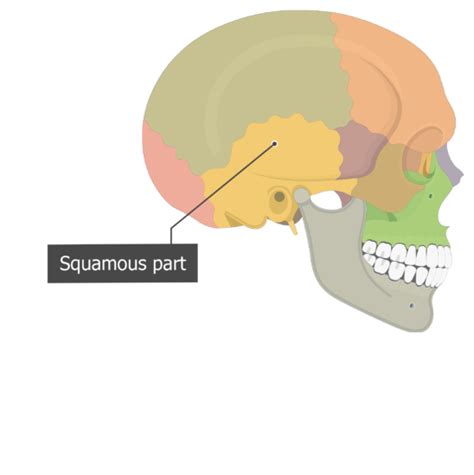 Temporal Bone Anatomy And Labeled Diagram Getbodysmart