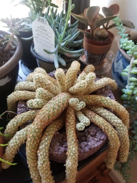 Succulents Care Versus Cacti Care Gardendaze