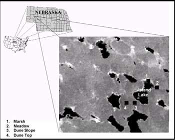 Characterizing Patterns And Trends Of Wetland Vegetation Using The Normalized Difference