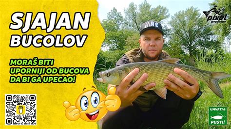 Pecanje bucova na tajnu varalicu Ne može da omane Površinac YouTube