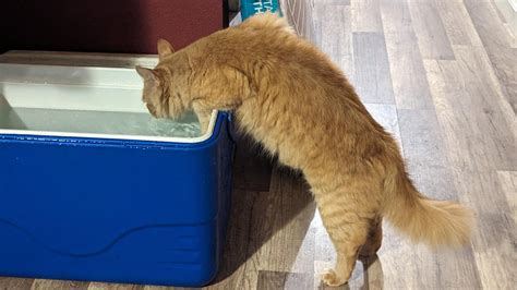 Typical Orange Behavior Roneorangebraincell