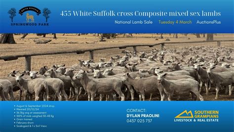 Lot 655 455 Mixed Sex Lambs Auctionsplus