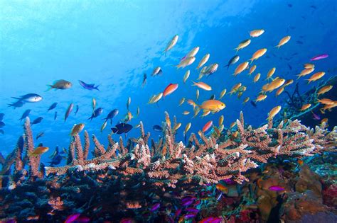 Coral Sea Dreaming Australia