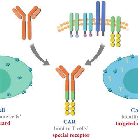 Structure Of Car T Cells Download Scientific Diagram