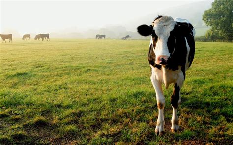 British Cows Could Be Given ‘methane Blockers To Combat Emissions
