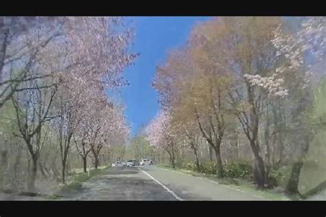 岩木山麓 オオヤマザクラ桜並木 アップルストリーム