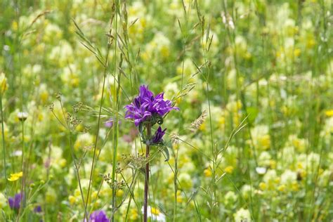 Summer Meadow Grass Free Photo On Pixabay Pixabay