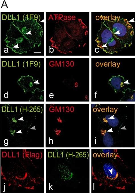 Invitrogen Goat Anti Rat Igg Hl Cross Adsorbed Secondary Antibody