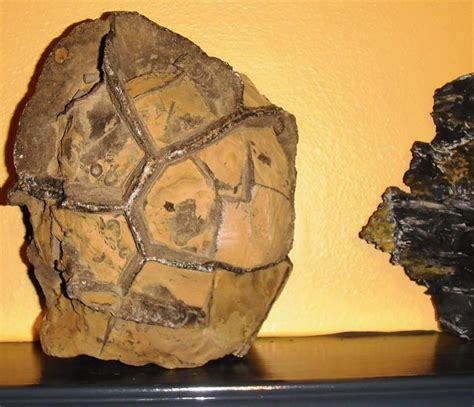 Septarian Nodule Fossil Id The Fossil Forum