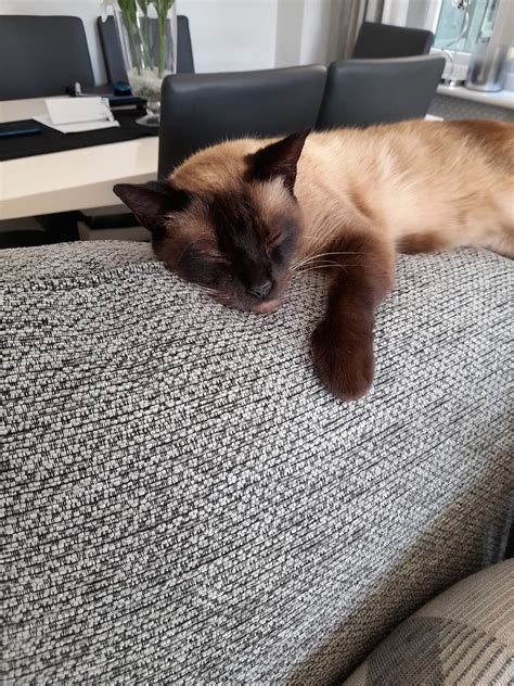 Siamese Cat Missing From Finedon Wellingborough Help To Find Him