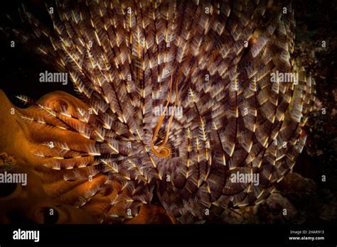 Feather Duster Worm Sabellastarte Spectabilis Lights Up The Reef Off