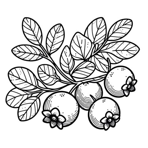 Omalovánky K Vytisknutí Borůvka Omalovanek Cz