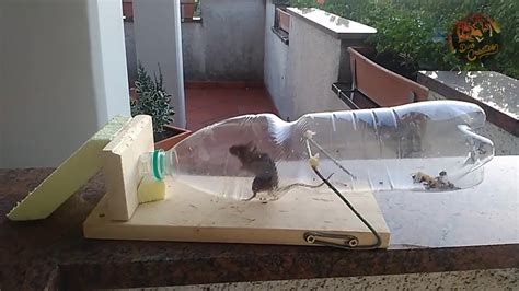 Diy Mouse Traps That Work