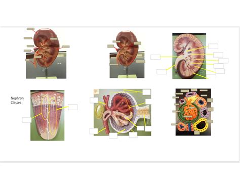 Urinary System Part 1 Quiz