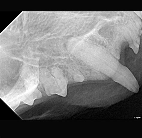 Pet Dental Services At Longwood Longwood Veterinary Center