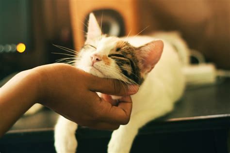 What To Do About Cat Lice Pet Realm