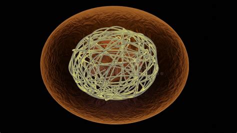 Dna Replication Eukaryotes Stock Illustrations 32 Dna Replication Eukaryotes Stock