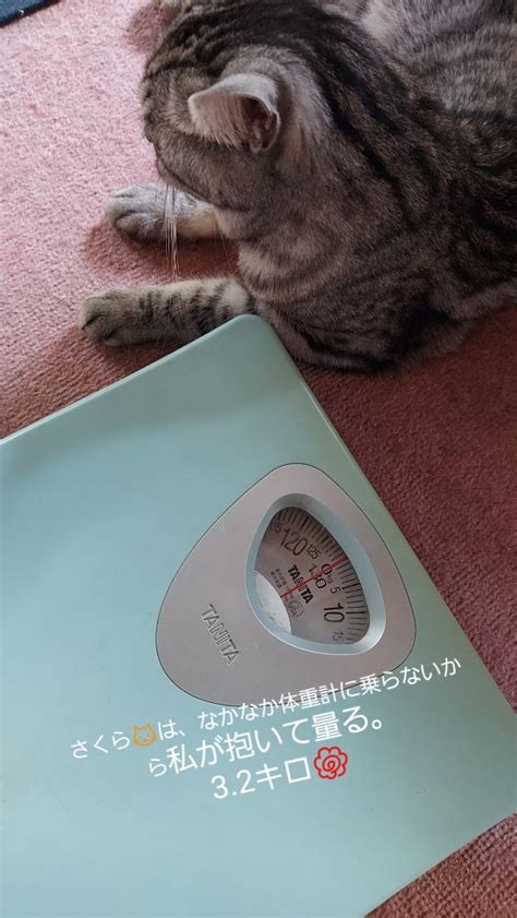 はい。どんだけ大きくなったかな？ ササユリの日々の出来事