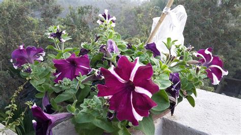 The Moira Bed And Breakfast 66 ̶7̶6̶ Updated 2024 Prices And Bandb Reviews India Kolkata