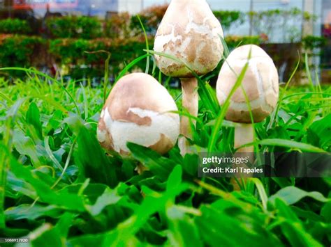 Chlorophyllum Molybdite Also Known As False Parasol Greenspored Lepiota
