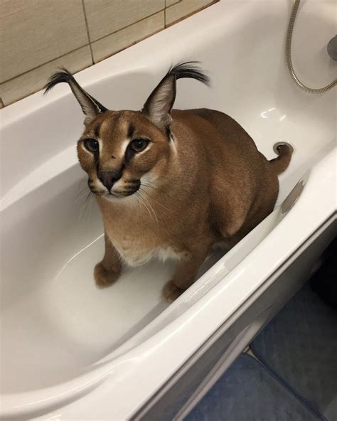 Big Floppa In A Bathtub Big Floppa Funny Cat Memes Cat Memes Best Cat Memes