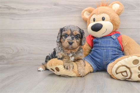 Small Cavapoo Porsche 5lb 11oz Doodle Puppy