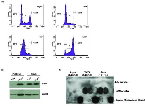 Molecular Dissection Of Chromatin Maturation Via Click Chemistry Pmc