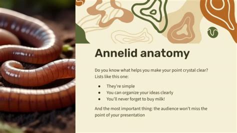 Annelid Anatomy And Diversity Presentation