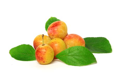 Mirabellenbaum Schneiden Anleitung Für Anfänger And Fortgeschrittene