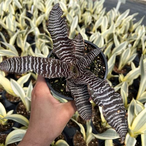 Cryptanthus Zebrinus Earth Stars Bromeliad 45 Pot Little