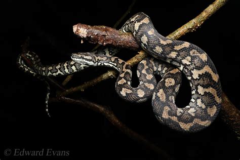 Edward Evans Edwardevanss Photos